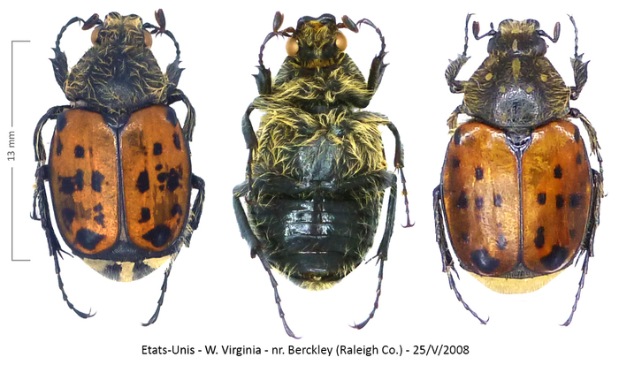 Gnorimella :: World Cetoniidae