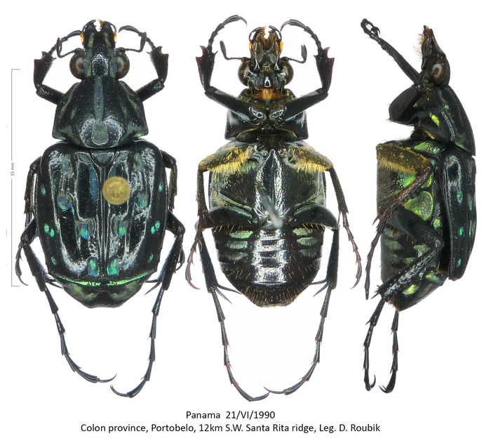 Dialithus scintillans :: World Cetoniidae