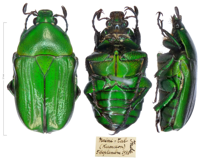 Hemiheterorrhina mutabilis :: World Cetoniidae