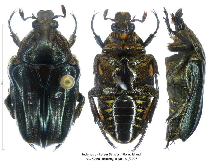 Bhaskaria nusatenggaraensis :: World Cetoniidae