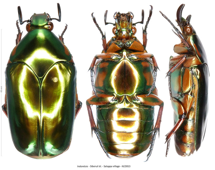 Agestrata amakerei :: World Cetoniidae