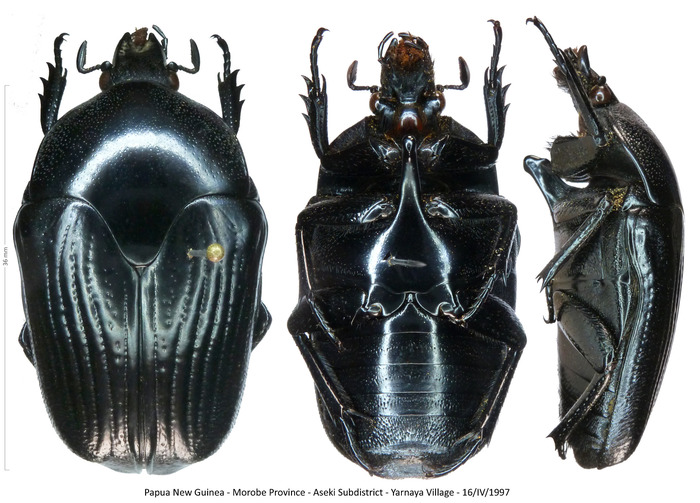Morokia meeki :: World Cetoniidae