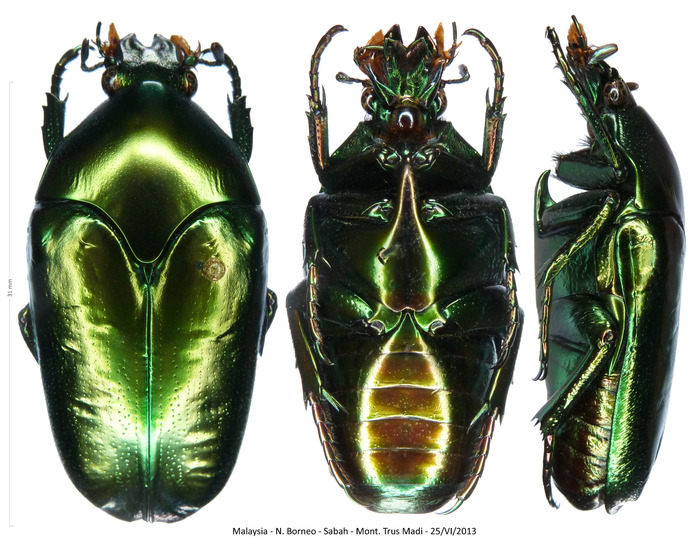 Macronota miyashitai :: World Cetoniidae