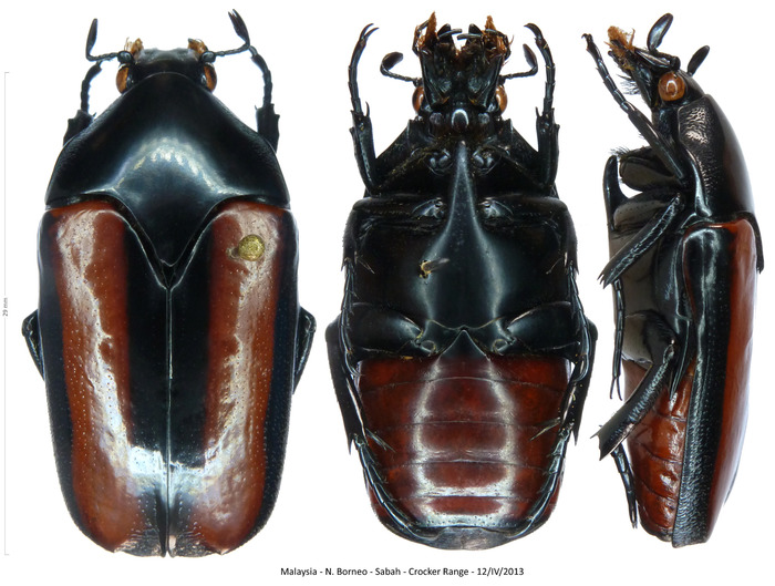 Macronota higginsi :: World Cetoniidae