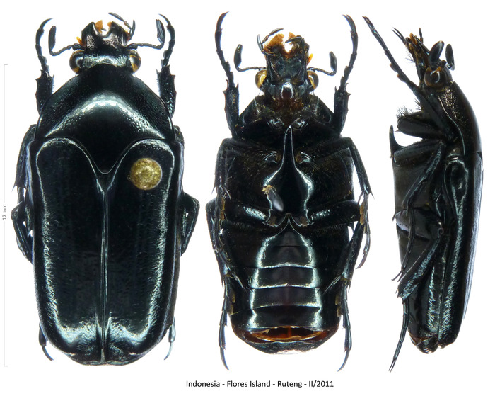 Macronota floresianus :: World Cetoniidae