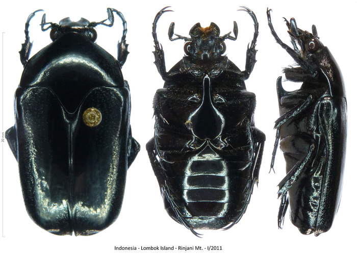 Macronota lombokianus :: World Cetoniidae