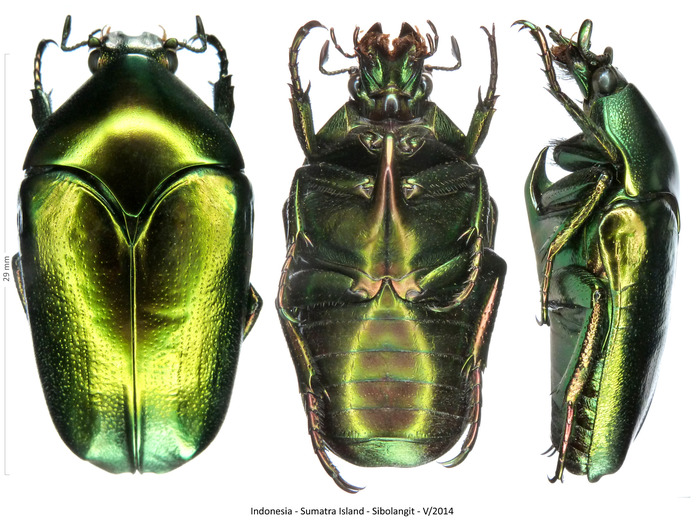 Macronota striatus :: World Cetoniidae