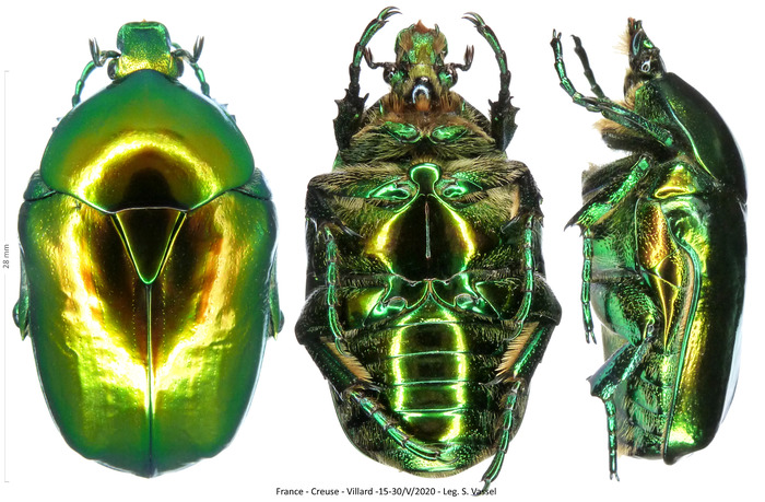 Cetonischema speciosissima :: World Cetoniidae