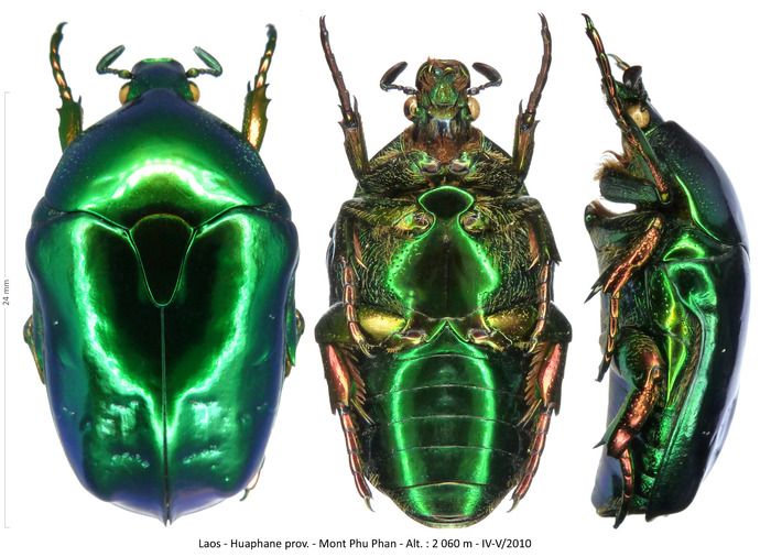 Macroliocola montana :: World Cetoniidae