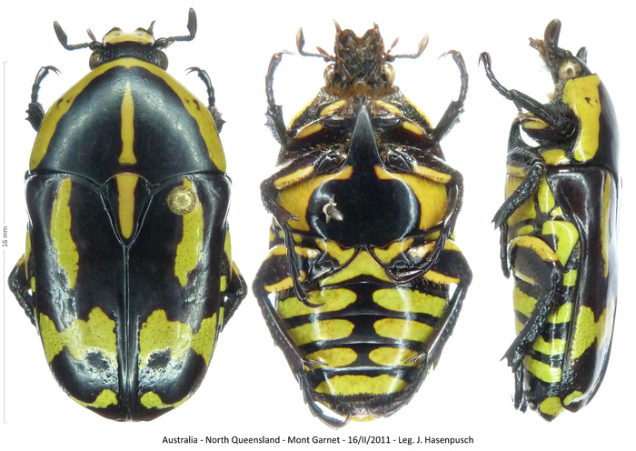Eupoecila evanescens :: World Cetoniidae