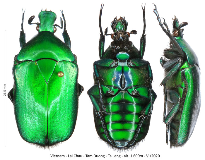 Torynorrhina distincta :: World Cetoniidae