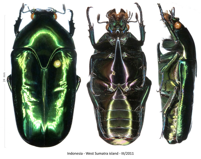 Macronota agni :: World Cetoniidae