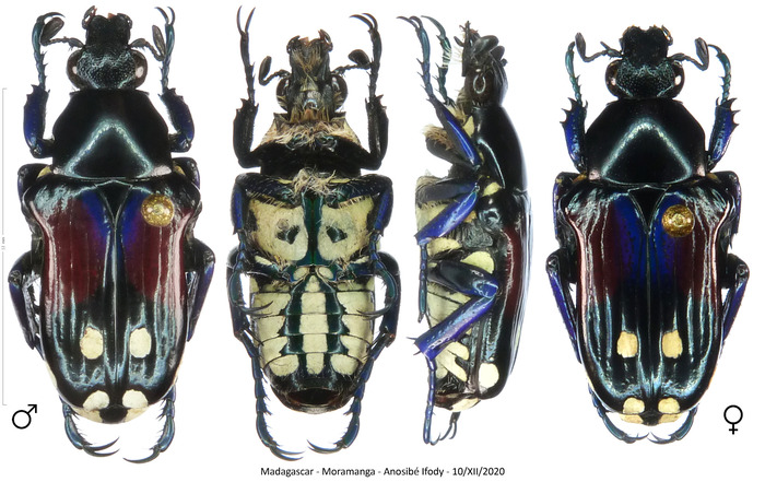 Pygora simillima :: World Cetoniidae