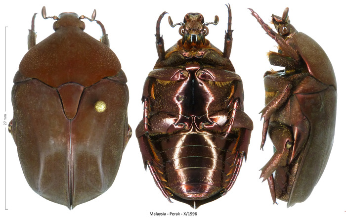 Macroprotaetia gestroi :: World Cetoniidae
