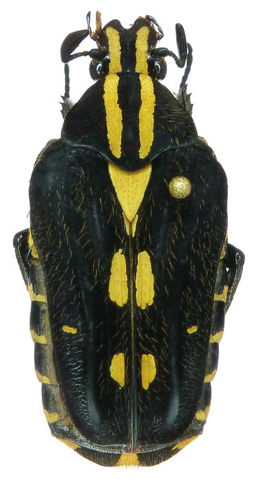 Euselates :: World Cetoniidae