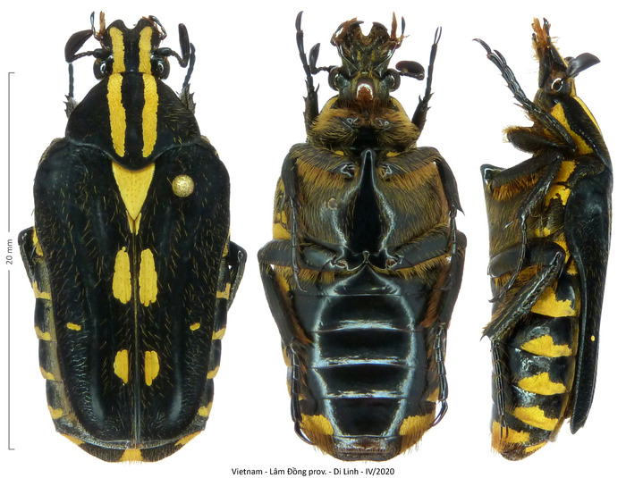 Euselates katsurai :: World Cetoniidae