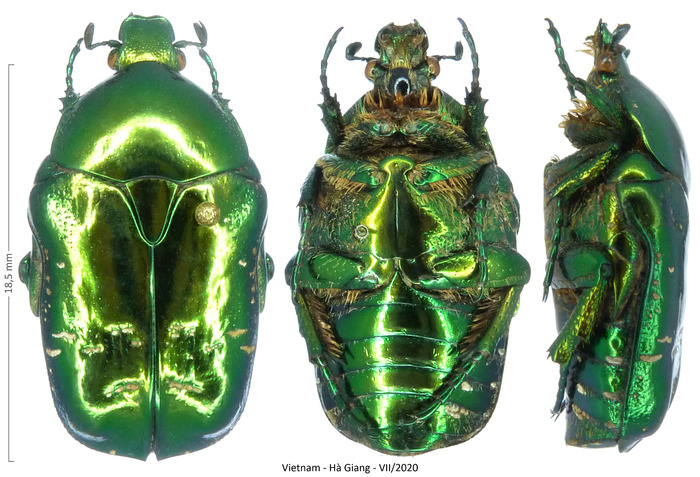 Potosia nitididorsis :: World Cetoniidae