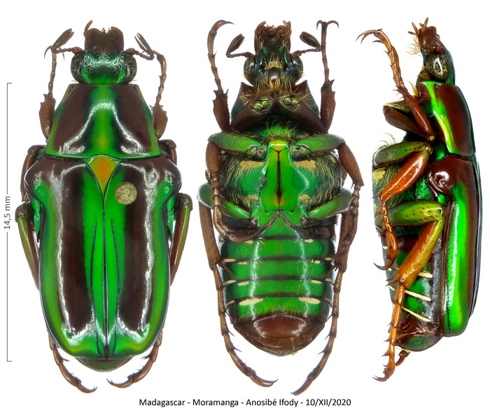 Pygora lenocinia :: World Cetoniidae