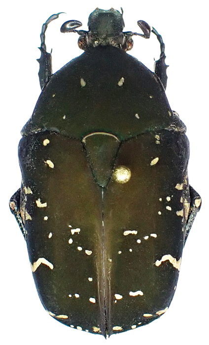 Protaetia :: World Cetoniidae