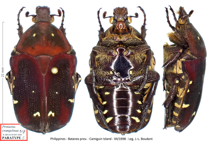 Protaetia evangelinae :: World Cetoniidae