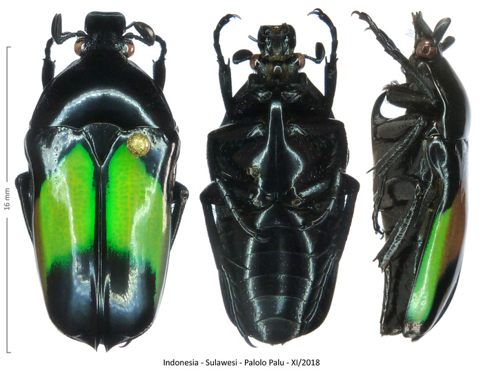 Coryphe modestus modestus :: World Cetoniidae