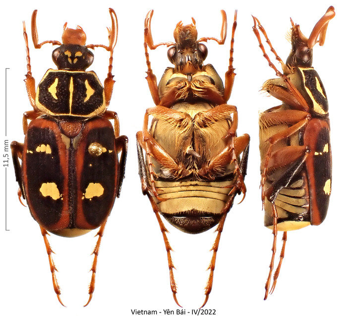 Paratrichius vicinus :: World Cetoniidae