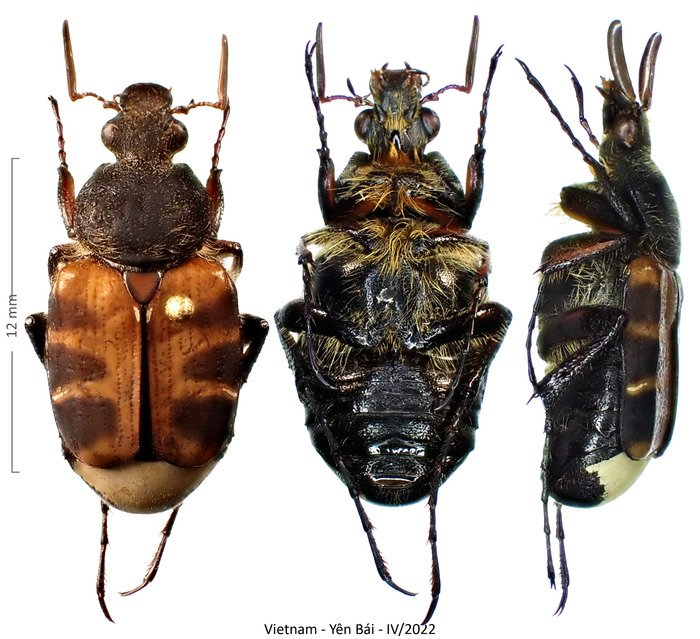 Paratrichius vitalisi :: World Cetoniidae