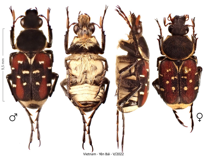 Paratrichius hajeki :: World Cetoniidae